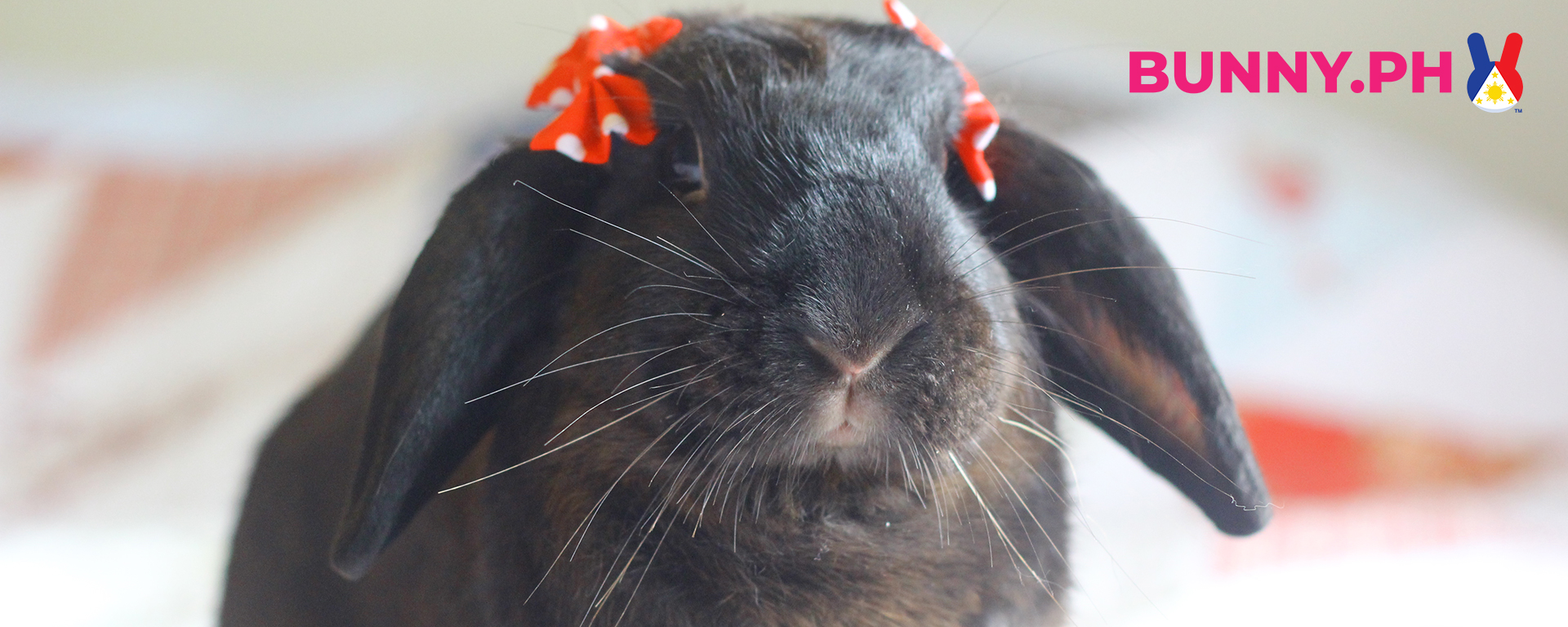 Bunny 101 – BUNNY PH