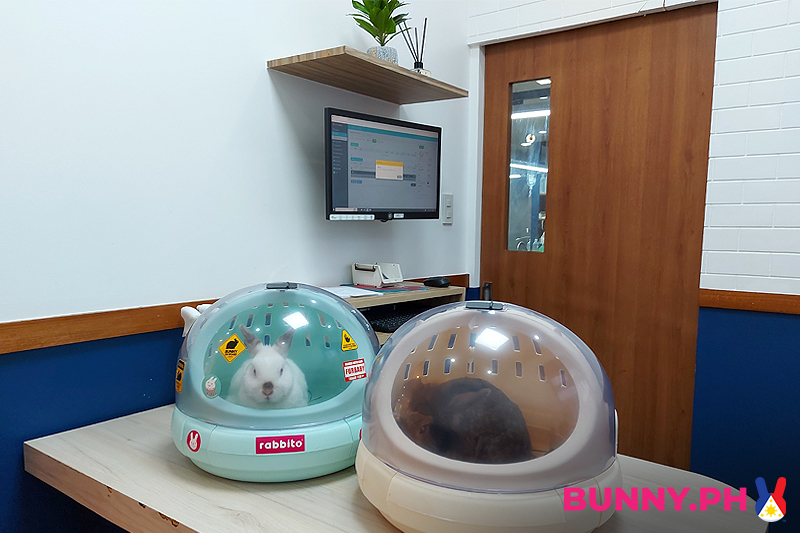 Rabbit Vet: Vets In Practice Q.C. – BUNNY PH