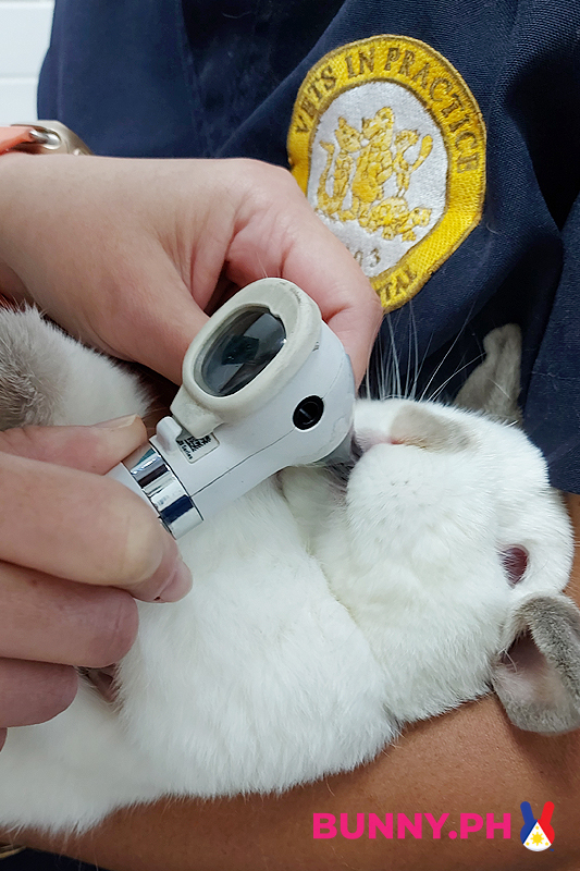 Rabbit Vet: Vets In Practice Q.C. – BUNNY PH